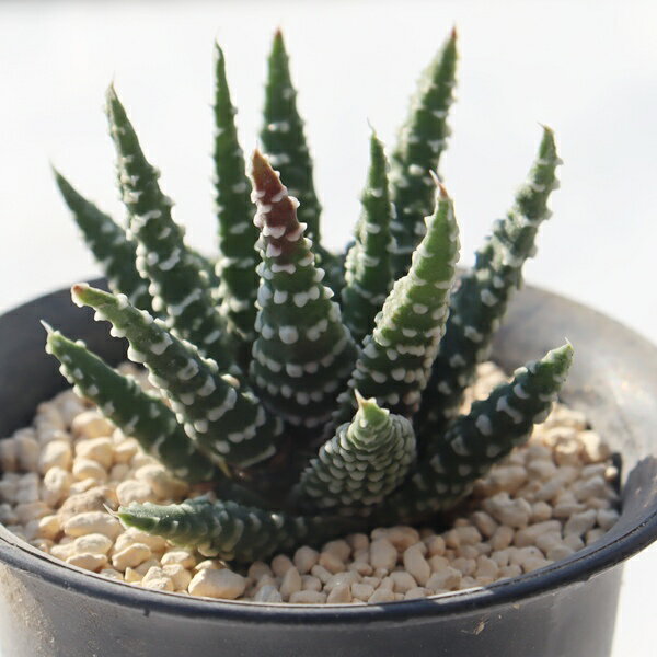 【　商品詳細　】 ■サイズ 7.5cmポット ■お届け　 現物の苗でのお届けです ポットまたは抜き苗での発送となります。 ■植物の名前 付箋にてお渡ししております ■植物に関して 画像の仔をお届けとなります。 植物ですので四季折々の変化を魅...