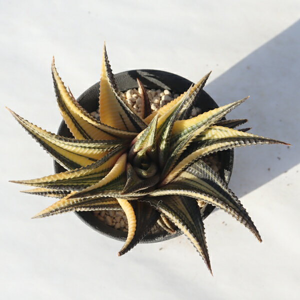 【　商品詳細　】 ■サイズ 8.5cmポット ■お届け　 現物の苗でのお届けです ポットまたは抜き苗での発送となります。 ■植物の名前 付箋にてお渡ししております ■植物に関して 画像の仔をお届けとなります。 植物ですので四季折々の変化を魅...