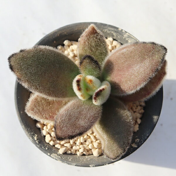 【　商品詳細　】 ■サイズ 7.5cmポット ■お届け　 現物の苗でのお届けです ポットまたは抜き苗での発送となります。 ■植物の名前 付箋にてお渡ししております ■植物に関して 画像の仔をお届けとなります。 植物ですので四季折々の変化を魅...