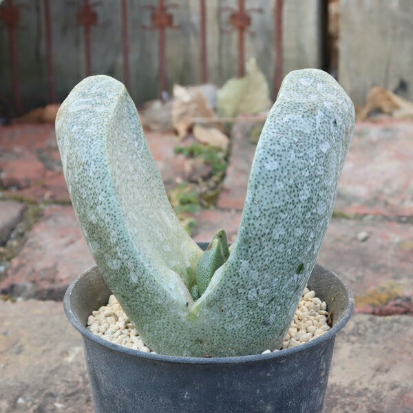 【　商品詳細　】 ■サイズ 8.5cmポット ■お届け　 現物の苗でのお届けです ポットまたは抜き苗での発送となります。 ■植物の名前 付箋にてお渡ししております ■植物に関して 画像の仔をお届けとなります。 植物ですので四季折々の変化を魅...