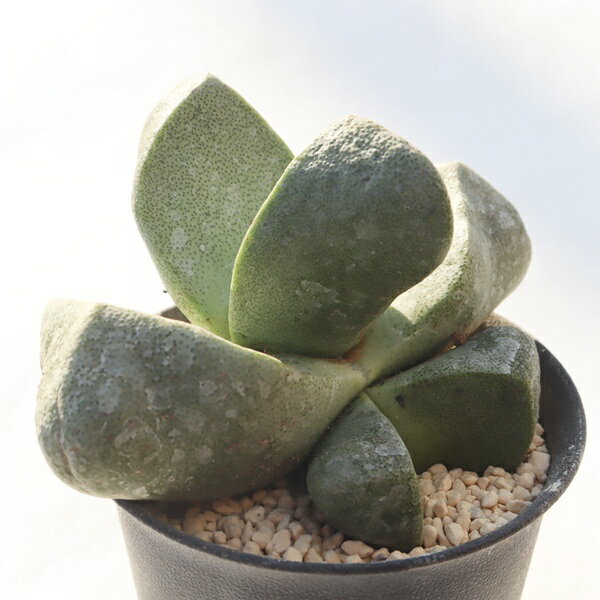 【　商品詳細　】 ■サイズ 8.5cmポット ■お届け　 現物の苗でのお届けです ポットまたは抜き苗での発送となります。 ■植物の名前 付箋にてお渡ししております ■植物に関して 画像の仔をお届けとなります。 植物ですので四季折々の変化を魅...