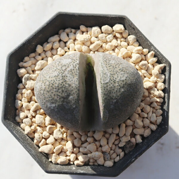 【　商品詳細　】 ■サイズ 5.5cmポット ■お届け　 現物の苗でのお届けです ポットまたは抜き苗での発送となります。 ■植物の名前 付箋にてお渡ししております ■植物に関して 画像の仔をお届けとなります。 植物ですので四季折々の変化を魅...