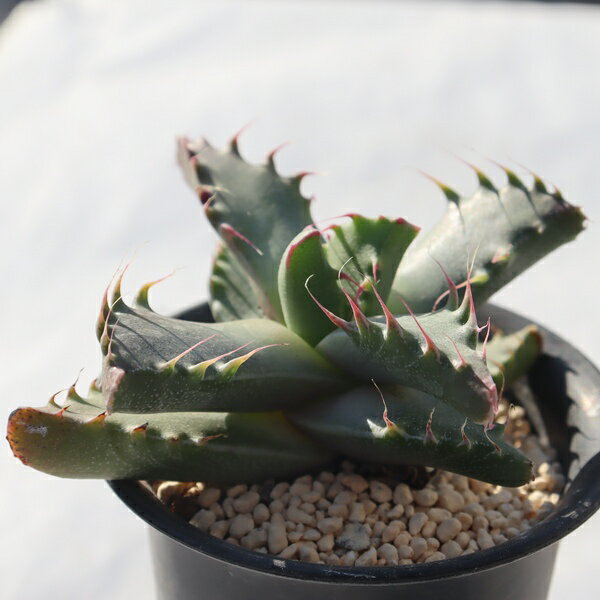 【　商品詳細　】 ■サイズ 7.5cmポット ■お届け　 現物の苗でのお届けです ポットまたは抜き苗での発送となります。 ■植物の名前 付箋にてお渡ししております ■植物に関して 画像の仔をお届けとなります。 植物ですので四季折々の変化を魅...