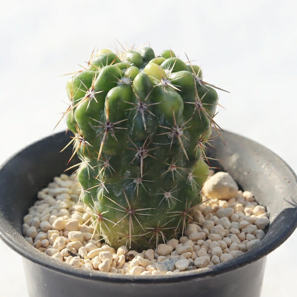 【　商品詳細　】 ■サイズ 7.5cmポット ■お届け　 現物の苗でのお届けです ポットまたは抜き苗での発送となります。 ■植物の名前 付箋にてお渡ししております ■植物に関して 画像の仔をお届けとなります。 植物ですので四季折々の変化を魅...