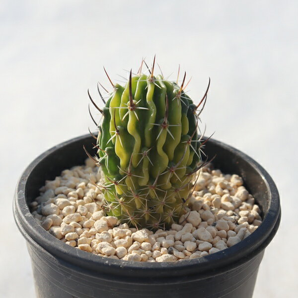 【　商品詳細　】 ■サイズ 7.5cmポット ■お届け　 現物の苗でのお届けです ポットまたは抜き苗での発送となります。 ■植物の名前 付箋にてお渡ししております ■植物に関して 画像の仔をお届けとなります。 植物ですので四季折々の変化を魅...