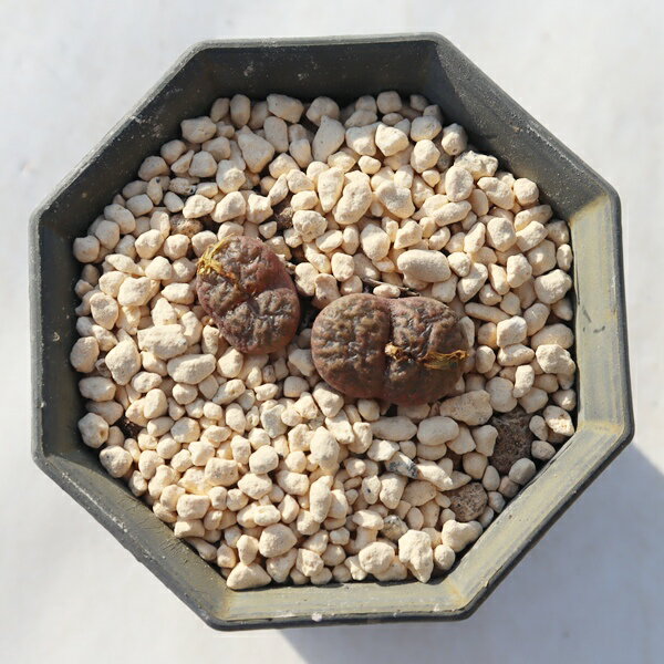 【　商品詳細　】 ■サイズ 5.5cmポット ■お届け　 現物の苗でのお届けです ポットまたは抜き苗での発送となります。 ■植物の名前 付箋にてお渡ししております ■植物に関して 画像の仔をお届けとなります。 植物ですので四季折々の変化を魅...