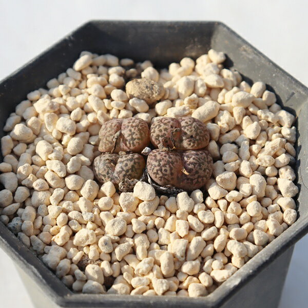 【　商品詳細　】 ■サイズ 5.5cmポット ■お届け　 現物の苗でのお届けです ポットまたは抜き苗での発送となります。 ■植物の名前 付箋にてお渡ししております ■植物に関して 画像の仔をお届けとなります。 植物ですので四季折々の変化を魅...