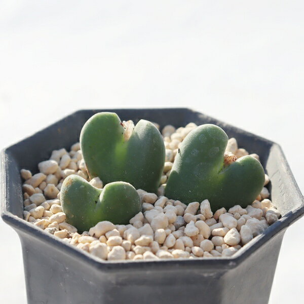 【　商品詳細　】 ■サイズ 5.5cmポット ■お届け　 現物の苗でのお届けです ポットまたは抜き苗での発送となります。 ■植物の名前 付箋にてお渡ししております ■植物に関して 画像の仔をお届けとなります。 植物ですので四季折々の変化を魅...