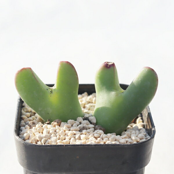 【　商品詳細　】 ■サイズ 6.5cmポット ■お届け　 現物の苗でのお届けです ポットまたは抜き苗での発送となります。 ■植物の名前 付箋にてお渡ししております ■植物に関して 画像の仔をお届けとなります。 植物ですので四季折々の変化を魅...