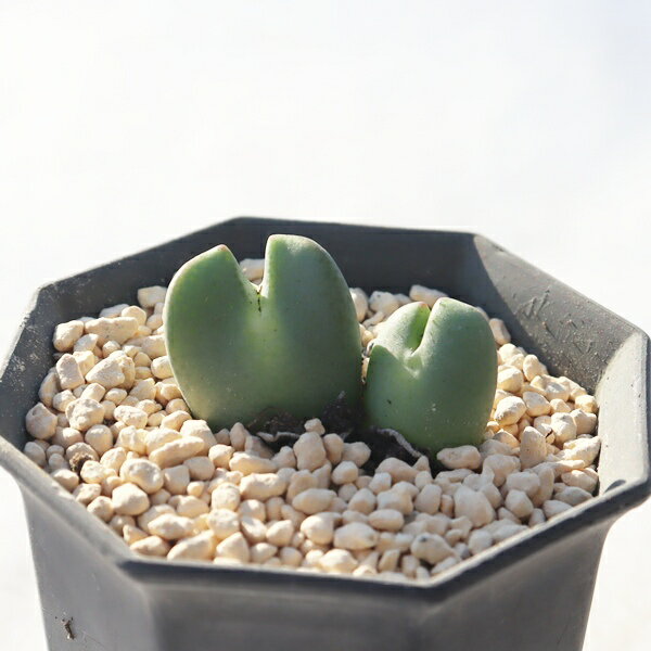 【　商品詳細　】 ■サイズ 5.5cmポット ■お届け　 現物の苗でのお届けです ポットまたは抜き苗での発送となります。 ■植物の名前 付箋にてお渡ししております ■植物に関して 画像の仔をお届けとなります。 植物ですので四季折々の変化を魅...