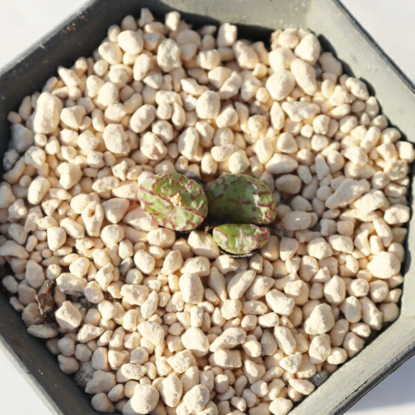 【　商品詳細　】 ■サイズ 5.5cmポット ■お届け　 現物の苗でのお届けです ポットまたは抜き苗での発送となります。 ■植物の名前 付箋にてお渡ししております ■植物に関して 画像の仔をお届けとなります。 植物ですので四季折々の変化を魅...