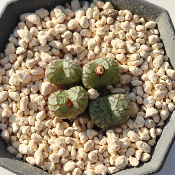 【　商品詳細　】 ■サイズ 5.5cmポット ■お届け　 現物の苗でのお届けです ポットまたは抜き苗での発送となります。 ■植物の名前 付箋にてお渡ししております ■植物に関して 画像の仔をお届けとなります。 植物ですので四季折々の変化を魅...