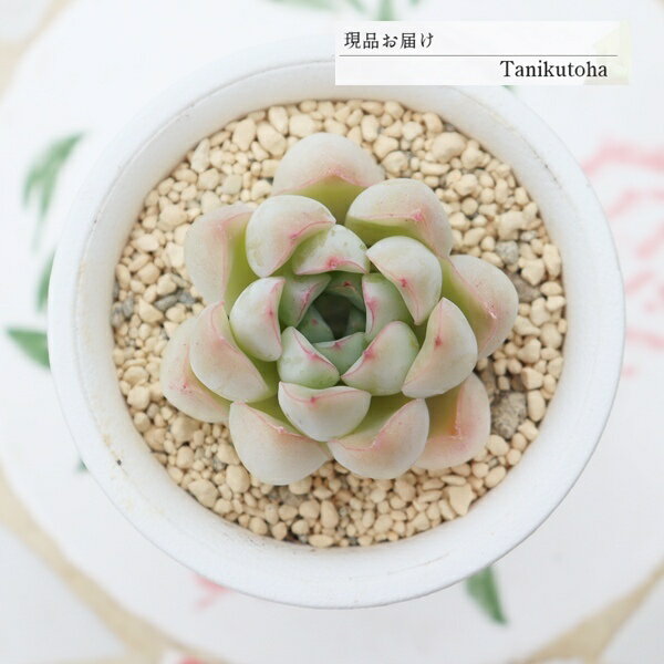 Potting Option ― 植込みオプション ― ● 一期一会の生命を、最適な一鉢に 厳選した一株を、当園の黄金比培養土で丁寧に植え付けてお届け。生命の個性を尊重し、届いた日から日常に調和する一鉢に仕立てます。 プロの技術：根を傷めず...
