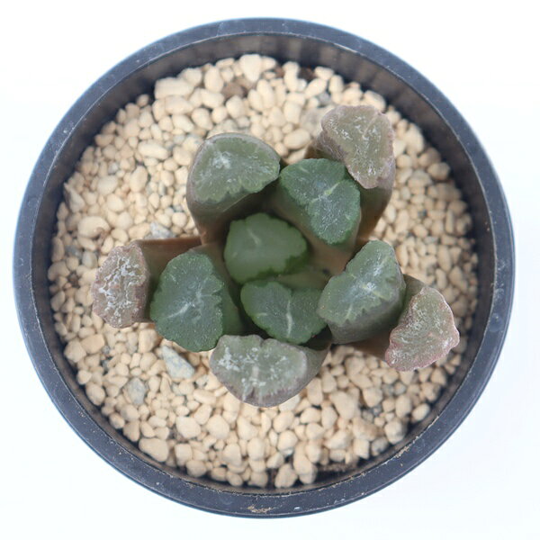 Potting Option ― 植込みオプション ― ● 一期一会の生命を、最適な一鉢に 厳選した一株を、当園の黄金比培養土で丁寧に植え付けてお届け。生命の個性を尊重し、届いた日から日常に調和する一鉢に仕立てます。 プロの技術：根を傷めず...