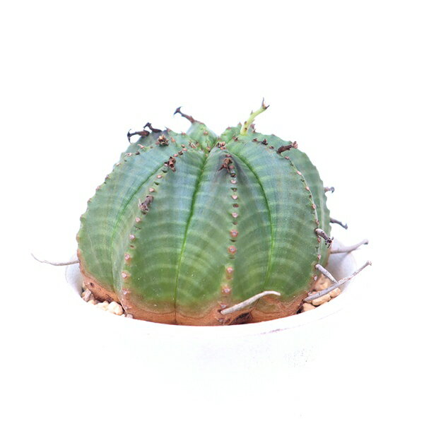 Potting Option ― 植込みオプション ― ● 一期一会の生命を、最適な一鉢に 厳選した一株を、当園の黄金比培養土で丁寧に植え付けてお届け。生命の個性を尊重し、届いた日から日常に調和する一鉢に仕立てます。 プロの技術：根を傷めず...