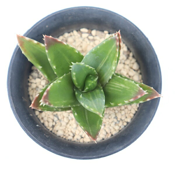 Potting Option ― 植込みオプション ― ● 一期一会の生命を、最適な一鉢に 厳選した一株を、当園の黄金比培養土で丁寧に植え付けてお届け。生命の個性を尊重し、届いた日から日常に調和する一鉢に仕立てます。 プロの技術：根を傷めず...