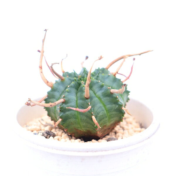 Potting Option ― 植込みオプション ― ● 一期一会の生命を、最適な一鉢に 厳選した一株を、当園の黄金比培養土で丁寧に植え付けてお届け。生命の個性を尊重し、届いた日から日常に調和する一鉢に仕立てます。 プロの技術：根を傷めず...