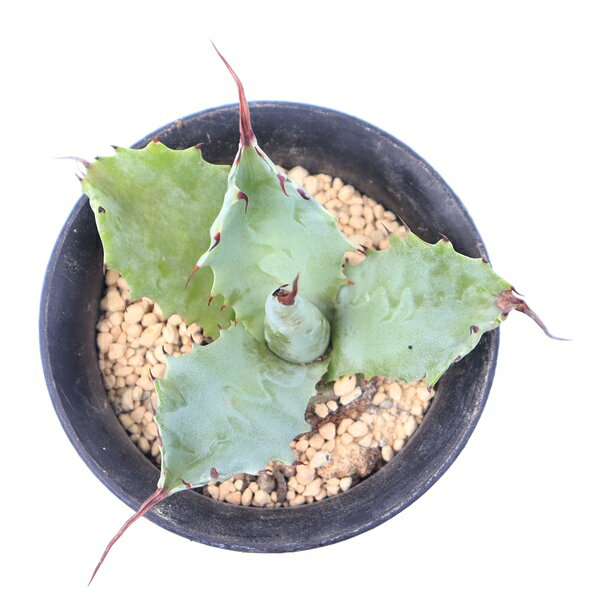 Potting Option ― 植込みオプション ― ● 一期一会の生命を、最適な一鉢に 厳選した一株を、当園の黄金比培養土で丁寧に植え付けてお届け。生命の個性を尊重し、届いた日から日常に調和する一鉢に仕立てます。 プロの技術：根を傷めず...