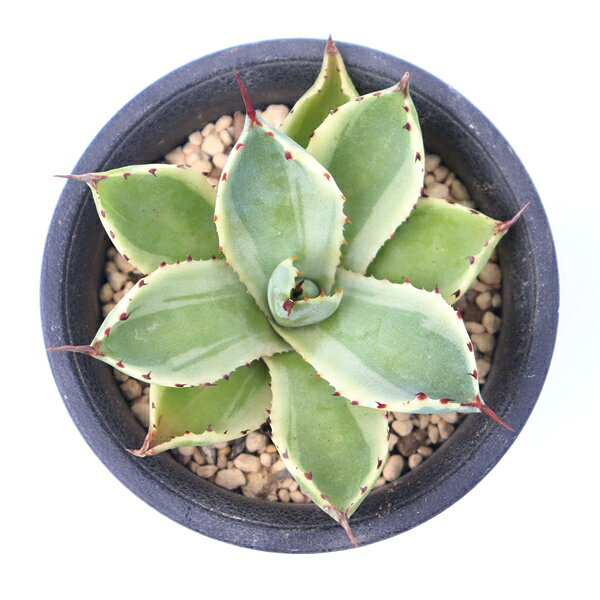 Potting Option ― 植込みオプション ― ● 一期一会の生命を、最適な一鉢に 厳選した一株を、当園の黄金比培養土で丁寧に植え付けてお届け。生命の個性を尊重し、届いた日から日常に調和する一鉢に仕立てます。 プロの技術：根を傷めず...