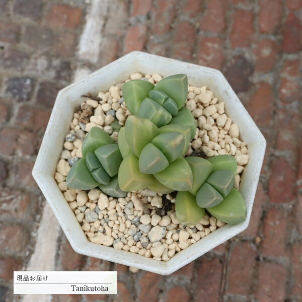 Potting Option ― 植込みオプション ― ● 一期一会の生命を、最適な一鉢に 厳選した一株を、当園の黄金比培養土で丁寧に植え付けてお届け。生命の個性を尊重し、届いた日から日常に調和する一鉢に仕立てます。 プロの技術：根を傷めず...