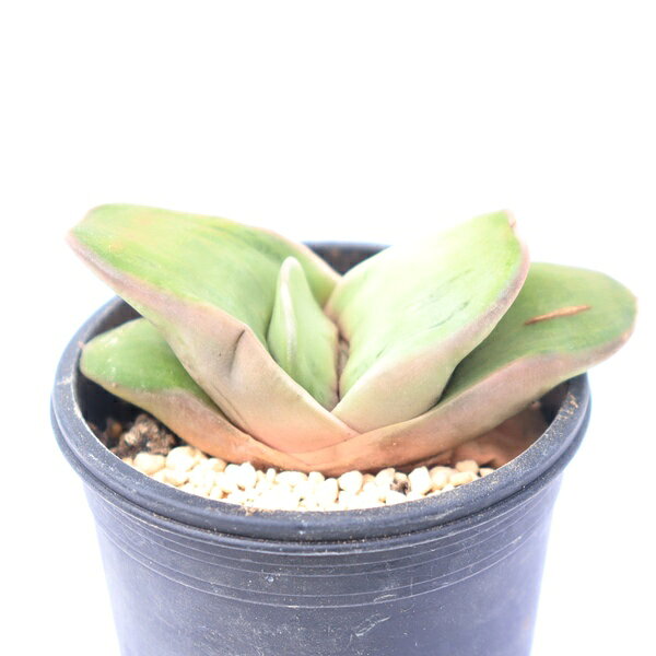 Potting Option ― 植込みオプション ― ● 一期一会の生命を、最適な一鉢に 厳選した一株を、当園の黄金比培養土で丁寧に植え付けてお届け。生命の個性を尊重し、届いた日から日常に調和する一鉢に仕立てます。 プロの技術：根を傷めず...