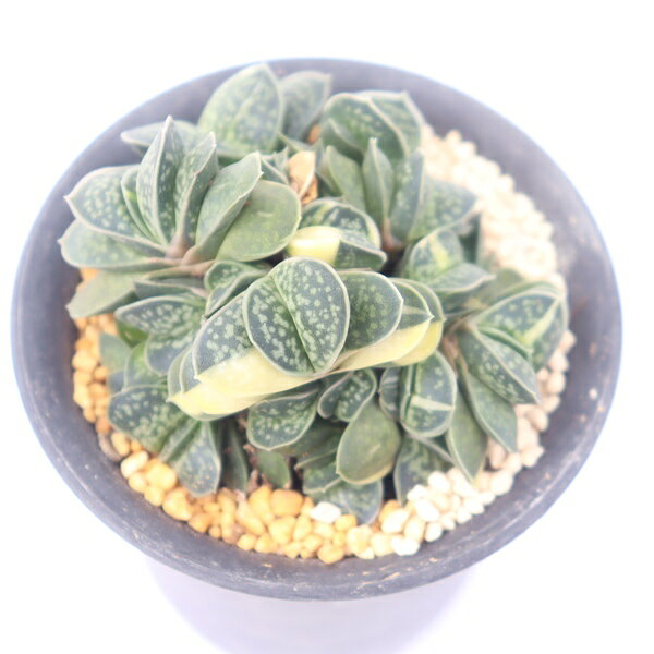 Potting Option ― 植込みオプション ― ● 一期一会の生命を、最適な一鉢に 厳選した一株を、当園の黄金比培養土で丁寧に植え付けてお届け。生命の個性を尊重し、届いた日から日常に調和する一鉢に仕立てます。 プロの技術：根を傷めず...