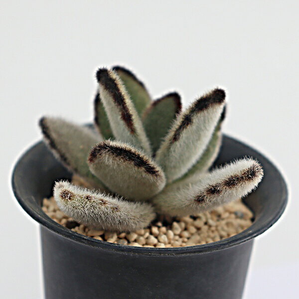Potting Option ― 植込みオプション ― ● 一期一会の生命を、最適な一鉢に 厳選した一株を、当園の黄金比培養土で丁寧に植え付けてお届け。生命の個性を尊重し、届いた日から日常に調和する一鉢に仕立てます。 プロの技術：根を傷めず...