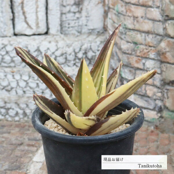 Potting Option ― 植込みオプション ― ● 一期一会の生命を、最適な一鉢に 厳選した一株を、当園の黄金比培養土で丁寧に植え付けてお届け。生命の個性を尊重し、届いた日から日常に調和する一鉢に仕立てます。 プロの技術：根を傷めず...