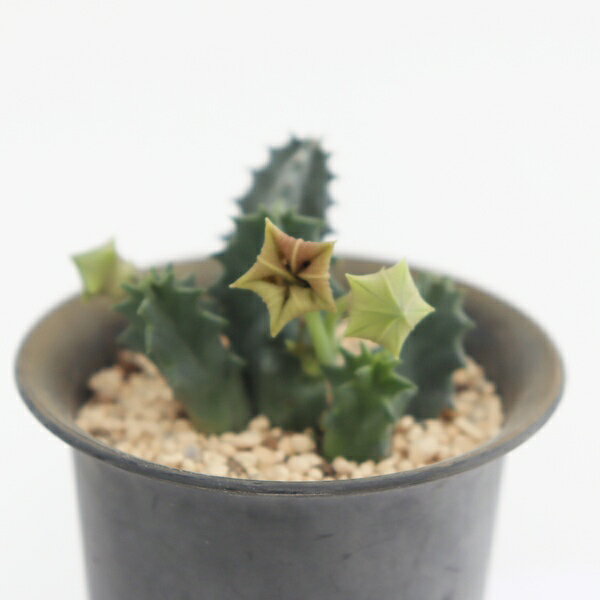 Potting Option ― 植込みオプション ― ● 一期一会の生命を、最適な一鉢に 厳選した一株を、当園の黄金比培養土で丁寧に植え付けてお届け。生命の個性を尊重し、届いた日から日常に調和する一鉢に仕立てます。 プロの技術：根を傷めず...