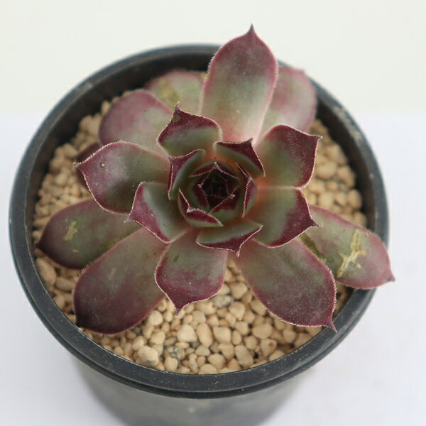 Potting Option ― 植込みオプション ― ● 一期一会の生命を、最適な一鉢に 厳選した一株を、当園の黄金比培養土で丁寧に植え付けてお届け。生命の個性を尊重し、届いた日から日常に調和する一鉢に仕立てます。 プロの技術：根を傷めず...