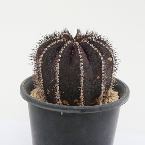 Potting Option ― 植込みオプション ― ● 一期一会の生命を、最適な一鉢に 厳選した一株を、当園の黄金比培養土で丁寧に植え付けてお届け。生命の個性を尊重し、届いた日から日常に調和する一鉢に仕立てます。 プロの技術：根を傷めず...
