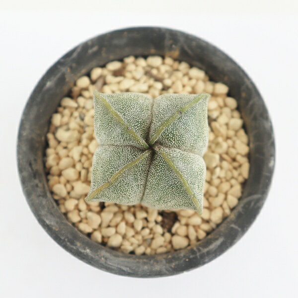 Potting Option ― 植込みオプション ― ● 一期一会の生命を、最適な一鉢に 厳選した一株を、当園の黄金比培養土で丁寧に植え付けてお届け。生命の個性を尊重し、届いた日から日常に調和する一鉢に仕立てます。 プロの技術：根を傷めず...