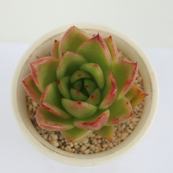 Potting Option ― 植込みオプション ― ● 一期一会の生命を、最適な一鉢に 厳選した一株を、当園の黄金比培養土で丁寧に植え付けてお届け。生命の個性を尊重し、届いた日から日常に調和する一鉢に仕立てます。 プロの技術：根を傷めず...