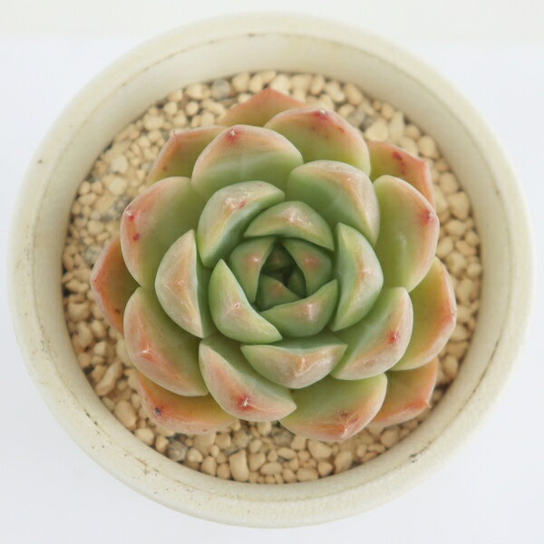 Potting Option ― 植込みオプション ― ● 一期一会の生命を、最適な一鉢に 厳選した一株を、当園の黄金比培養土で丁寧に植え付けてお届け。生命の個性を尊重し、届いた日から日常に調和する一鉢に仕立てます。 プロの技術：根を傷めず...