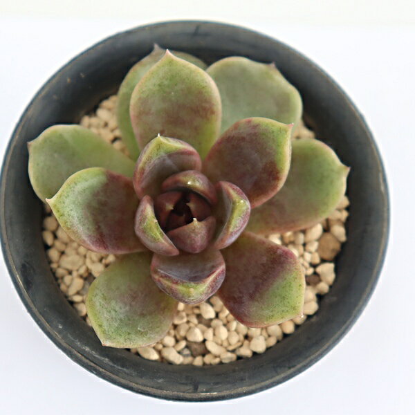 Potting Option ― 植込みオプション ― ● 一期一会の生命を、最適な一鉢に 厳選した一株を、当園の黄金比培養土で丁寧に植え付けてお届け。生命の個性を尊重し、届いた日から日常に調和する一鉢に仕立てます。 プロの技術：根を傷めず...