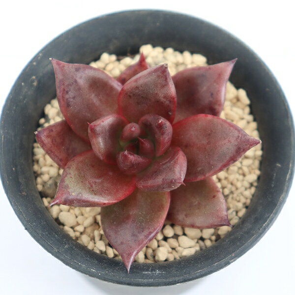 Potting Option ― 植込みオプション ― ● 一期一会の生命を、最適な一鉢に 厳選した一株を、当園の黄金比培養土で丁寧に植え付けてお届け。生命の個性を尊重し、届いた日から日常に調和する一鉢に仕立てます。 プロの技術：根を傷めず...