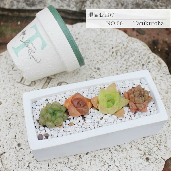 【　商品名　】 ■ハオルチアの寄せ植え プレゼントやご自宅用に癒されましょう♪ シンプルな鉢に、ビビットカラーを集めたかわいいハオルチアが並んでいます。 【　寄せ植え詳細　】 ■多肉植物　4種 ■サイズ　14cmX6cm　高さ10cm ■鉢...