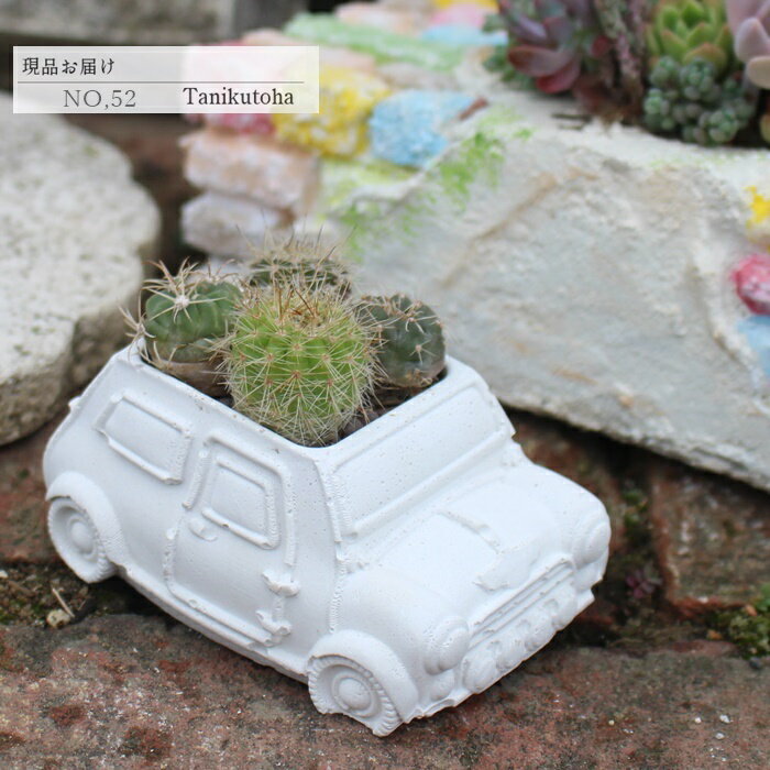 【　商品名　】 ■ミニクーパーの寄せ植え 玄関や洗面台など緑が欲しいところに置けば癒しのアクセントになります 【　寄せ植え詳細　】 ■多肉植物　4種 ■サイズ　9cmX6.5cm　高さ5cm ■鉢穴　なし ■植物の名前　なし 【　配送方法　...