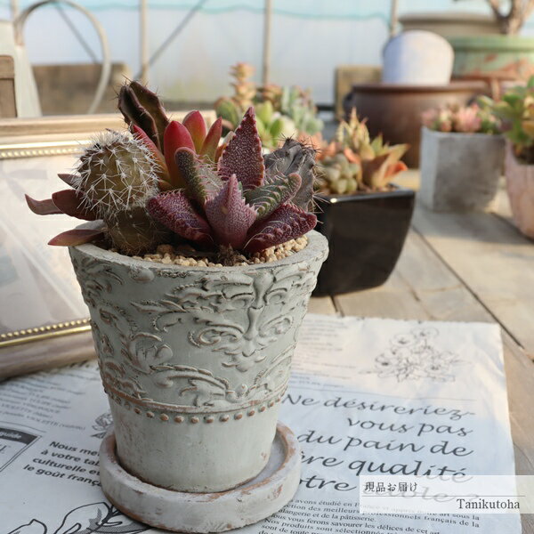 【　おすすめポイント　】 自分だけの小さなオアシスを、デスクや窓辺に。 繊細な彫刻が美しいアンティーク風の陶器鉢に、 個性豊かなサボテンと多肉植物をアーティスティックに寄せ植えしました。 唯一無二の造形美: まん丸で棘が愛らしいサボテンや、...