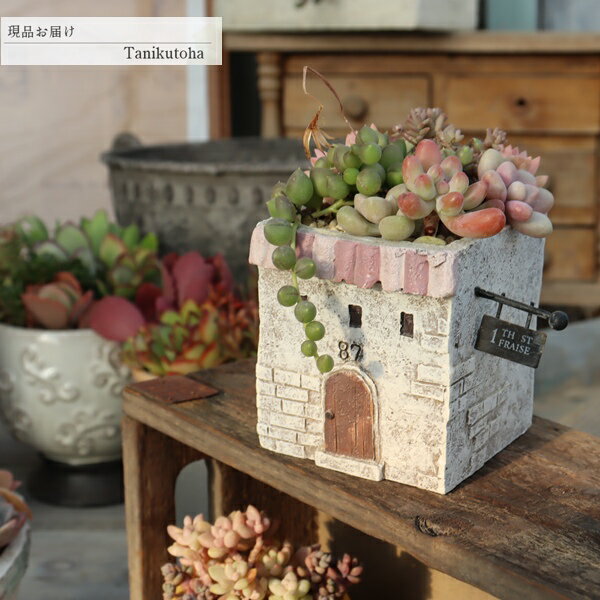 【　おすすめポイント　】 日常に小さな物語を。窓辺に飾るミニチュアガーデン 可愛らしいピンクの屋根と看板がアクセントの「お家型ポット」に、 キャンディのような多肉植物をぎゅっと寄せ植えしました。 ほんのりピンクや、粒ぞろいなど、 淡く優しい...