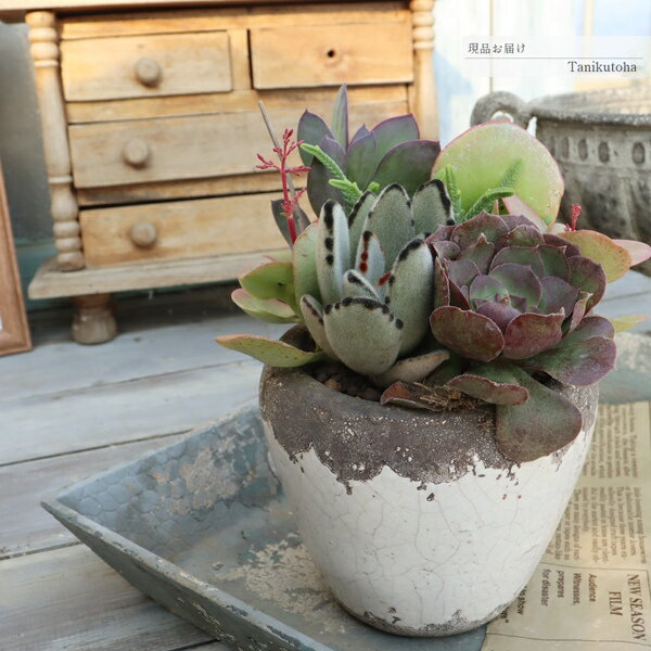 【　おすすめポイント　】 毎日の暮らしに、小さな癒やしのエッセンスを。 卵のような丸みが可愛いエッグ型の陶器鉢に、個性豊かな多肉植物をぎゅっと詰め込みました。 五感で楽しむ質感: うさぎの耳のようなふわふわした手触りの多肉や、 ぷっくりとし...