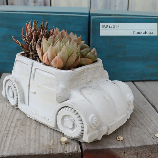 【　おすすめポイント　】 デスクや玄関が、小さな街角に早変わり。 どこか懐かしい、クラシックカーをモチーフにした白い陶器鉢。 その荷台（座席）部分に、瑞々しいハオルチアを贅沢に寄せ植えしました。 フロントライトやタイヤの造形など、細部まで丁...