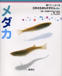 育てて、しらべる日本の生きものずかん　8 集英社 メダカ 39P　27cm メダカ　ソダテテ　シラベル　ニツポン　ノ　イキモノ　ズカン　8 イワマツ，タカシ　アンドウ，ヒロシ　チヤン　ミ−