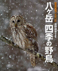 BIRDER　SPECIAL 文一総合出版 鳥／写真集 112P　26cm ヤツガタケ　シキ　ノ　ヤチヨウ　ヨシノ　トシユキ　シヤシンシユウ　バ−ダ−　スペシヤル　BIRDER　SPECIAL ヨシノ，トシユキ