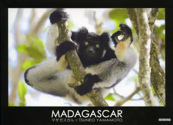 青菁社 生物／マダガスカル／写真集 95P　15×21cm マダガスカル　MADAGASCAR　マダガスカル　ツネオ　ヤマモト ヤマモト，ツネオ