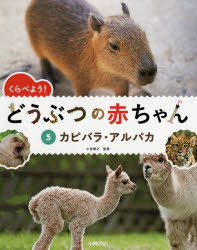 小峰書店 動物 31P　29cm クラベヨウ　ドウブツ　ノ　アカチヤン　5　5　カピバラ　アルパカ コミヤ，テルユキ