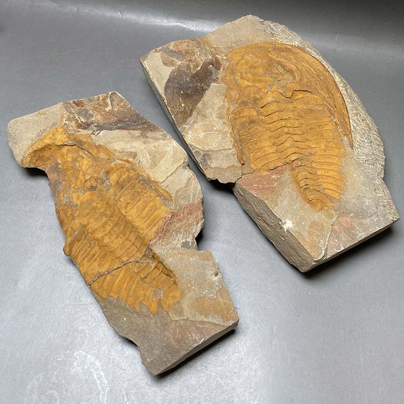 三葉虫カンブロパラス古生代カンブリア紀中期モロッコ産 学名：Cambropallas telesto 時代：古生代カンブリア紀中期 大きさ 最大長役17cm 最大幅約12cm 二枚組になっています 天然のものですので自然なクラックなどが入る...