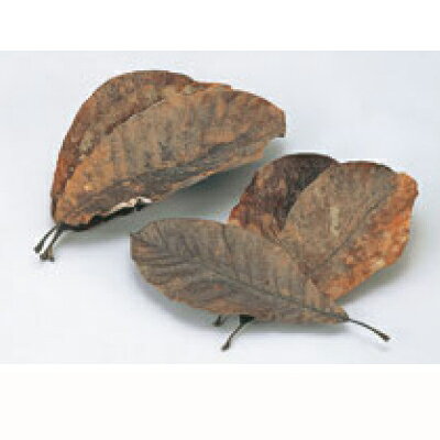商品情報商品名：天然朴葉(100枚入)290~360mm(24394)EBMコード：7493200TKG商品コード：8-1523-1602メーカー：寸法：お届け数(合計)：1※天然物につきサイズが異なる場合がございます。奉書ならではの味と風...