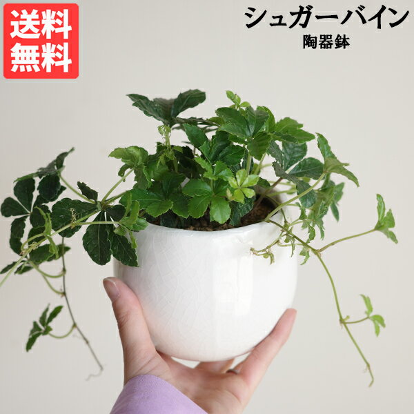▲お届けは、ヤマト宅急便・佐川急便大型便・西濃運輸大型便となります。 お荷物の大きさで配送方法が変わります。配送業者のご指定はできません。 ■商品説明 シュガーバインは、手のひらのように広がる小さな5枚葉が愛らしいつる性の観葉植物です。しな...