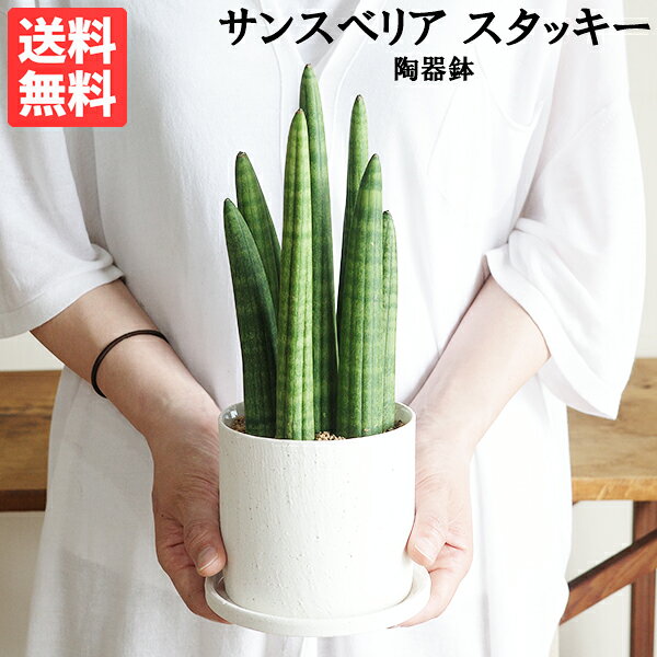 ▲お届けは、ヤマト宅急便・佐川急便大型便・西濃運輸大型便となります。 お荷物の大きさで配送方法が変わります。配送業者のご指定はできません。 ■商品説明 サンスベリア・スタッキーは、一本一本が男性の親指の太さ以上！太く丸みのある円筒状の葉がま...